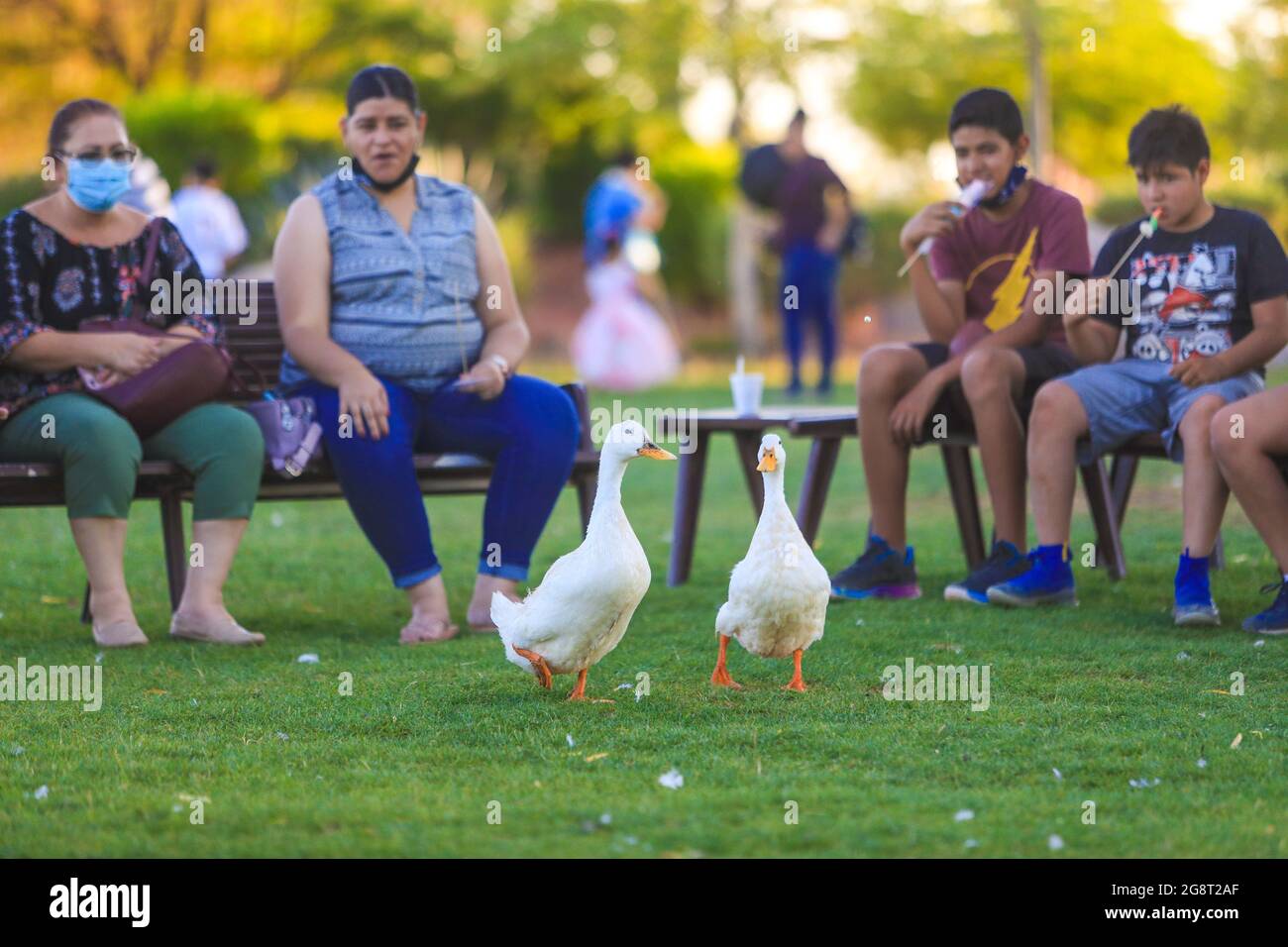 wildlife ducks coexist with people in wetland, Pato. (Photo: Luis ...