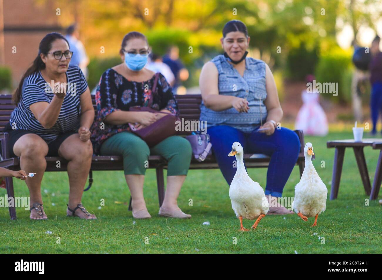 wildlife ducks coexist with people in wetland, Pato. (Photo: Luis ...