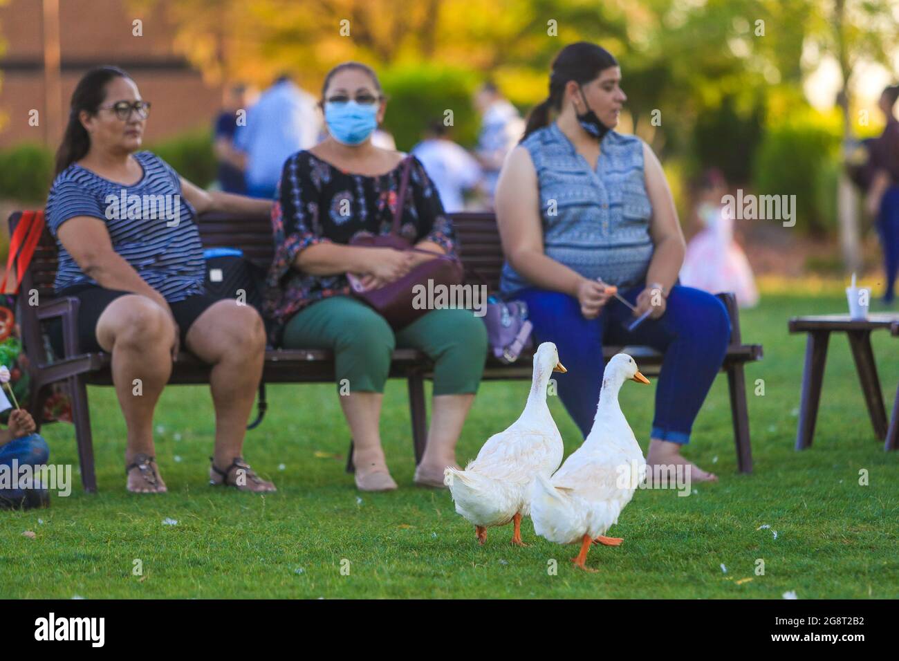 wildlife ducks coexist with people in wetland, Pato. (Photo: Luis ...