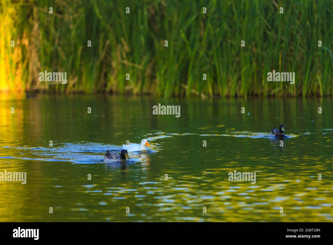 Wildlife ducks in wetland.duck.. (Photo: Luis Gutierrez / NortePhoto ...