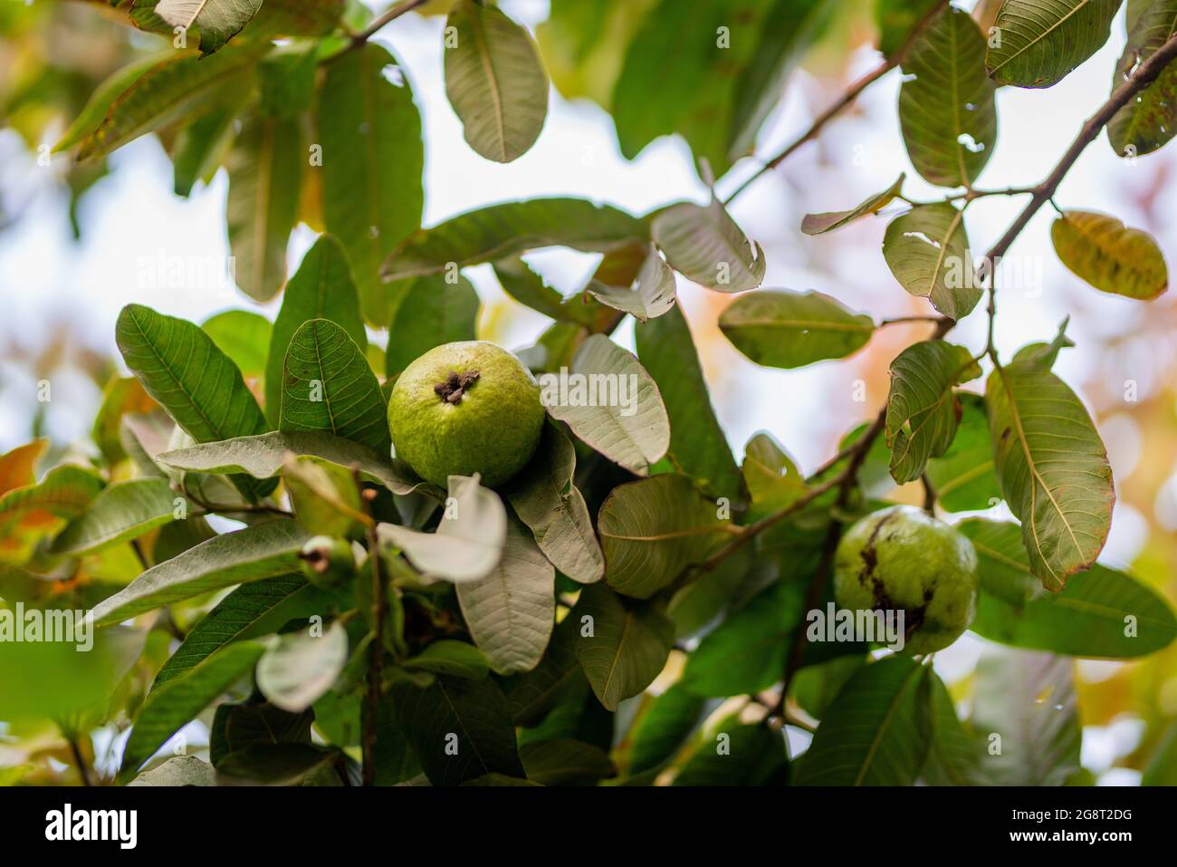 Guava fruit tree in an organic tropical garden, Fresh and Healthy guava ...