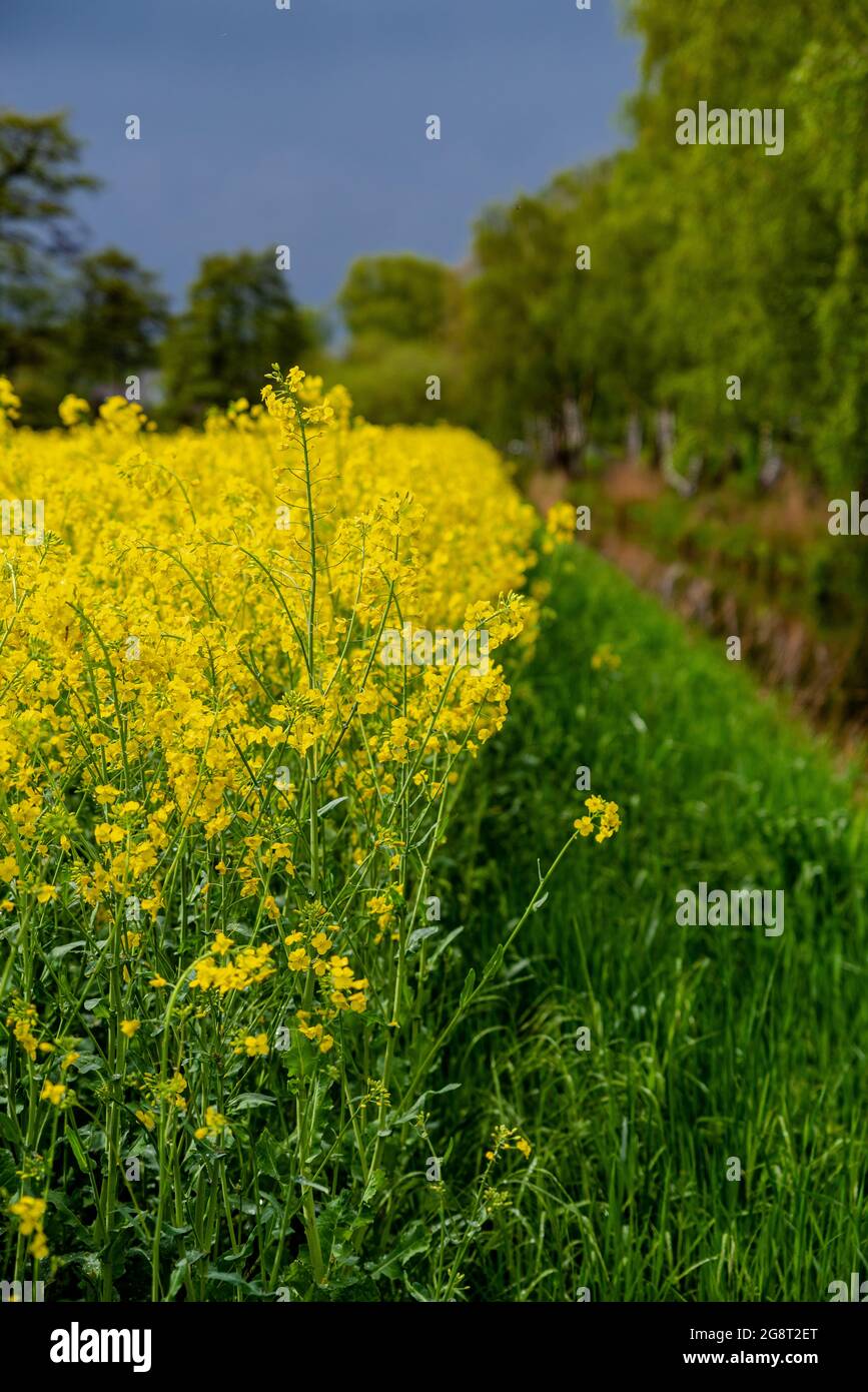 field of yellow rapeseed Stock Photo - Alamy