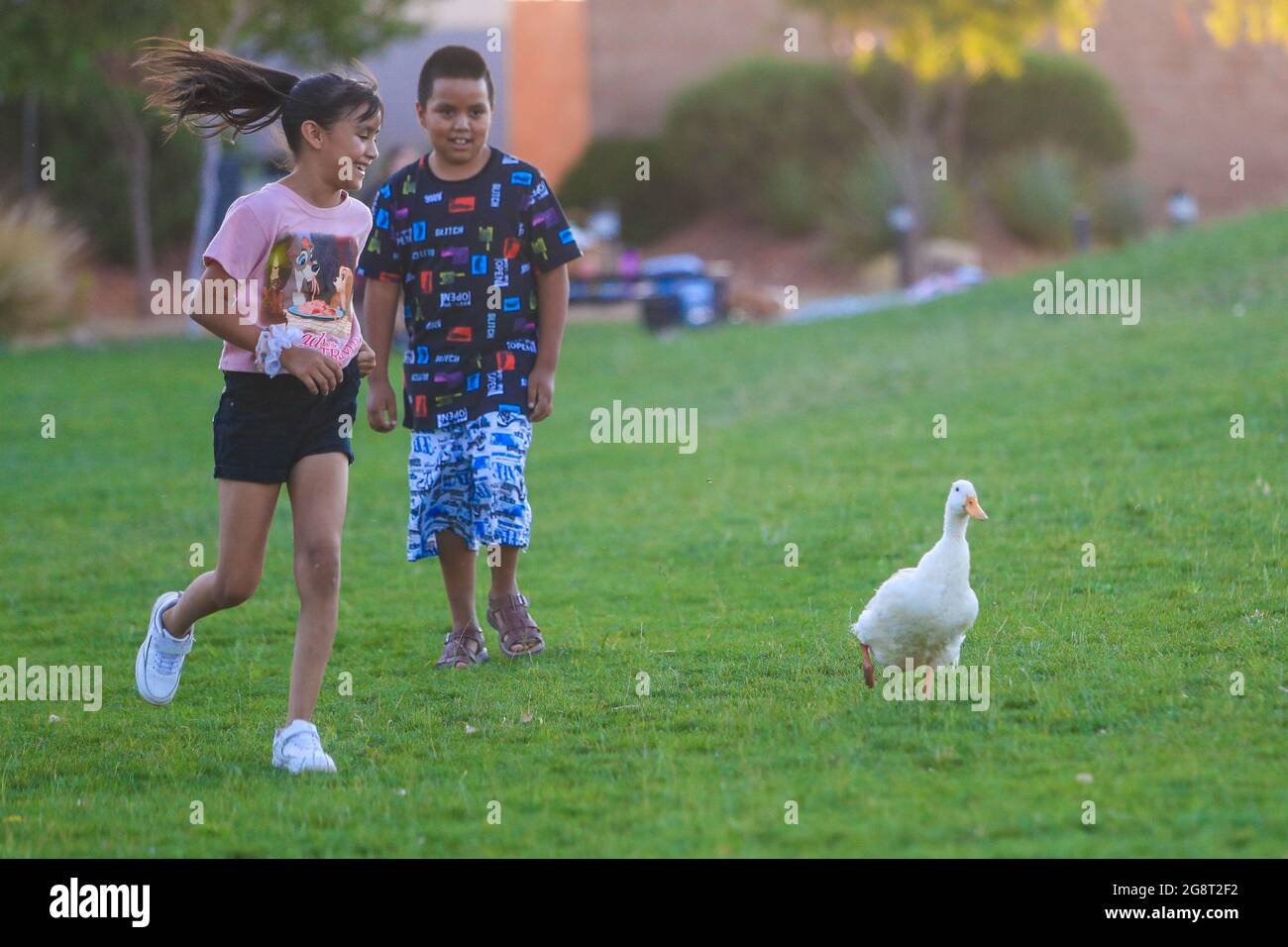 Little girl chases a duck. she plays with wildlife ducks in a wetland ...