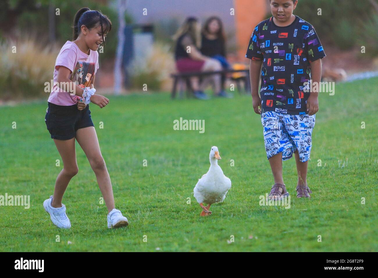 Little girl chases a duck. she plays with wildlife ducks in a wetland ...