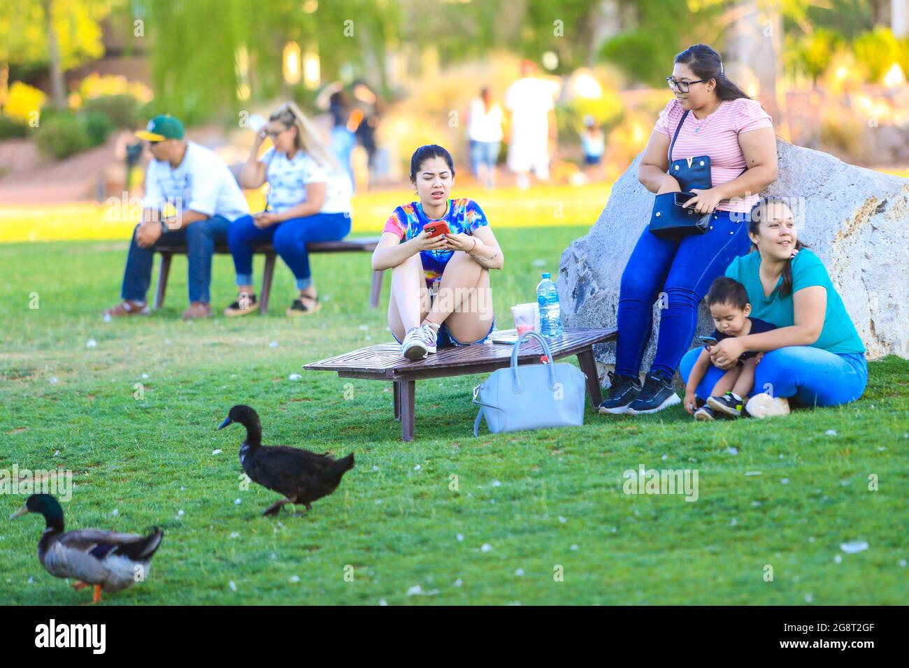 wildlife ducks coexist with people in wetland, Pato. (Photo: Luis ...