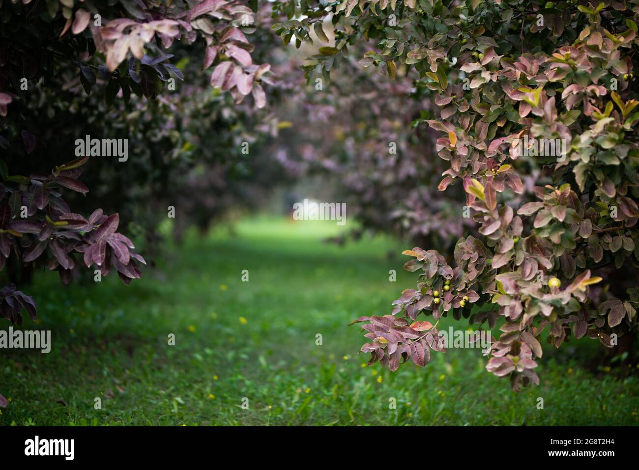 Guava fruit tree in an organic tropical garden, Guava garden with a ...