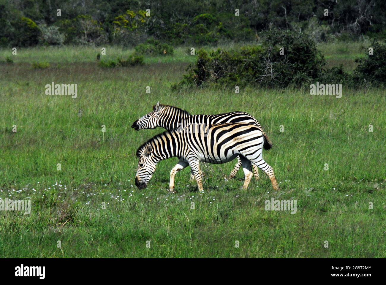 Wild animals together hi-res stock photography and images - Alamy