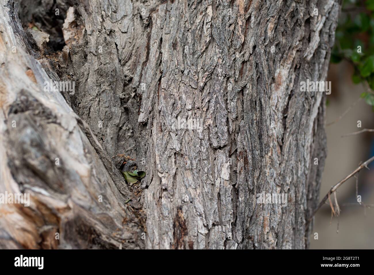 Tree trunk closeup in natural background Stock Photo - Alamy