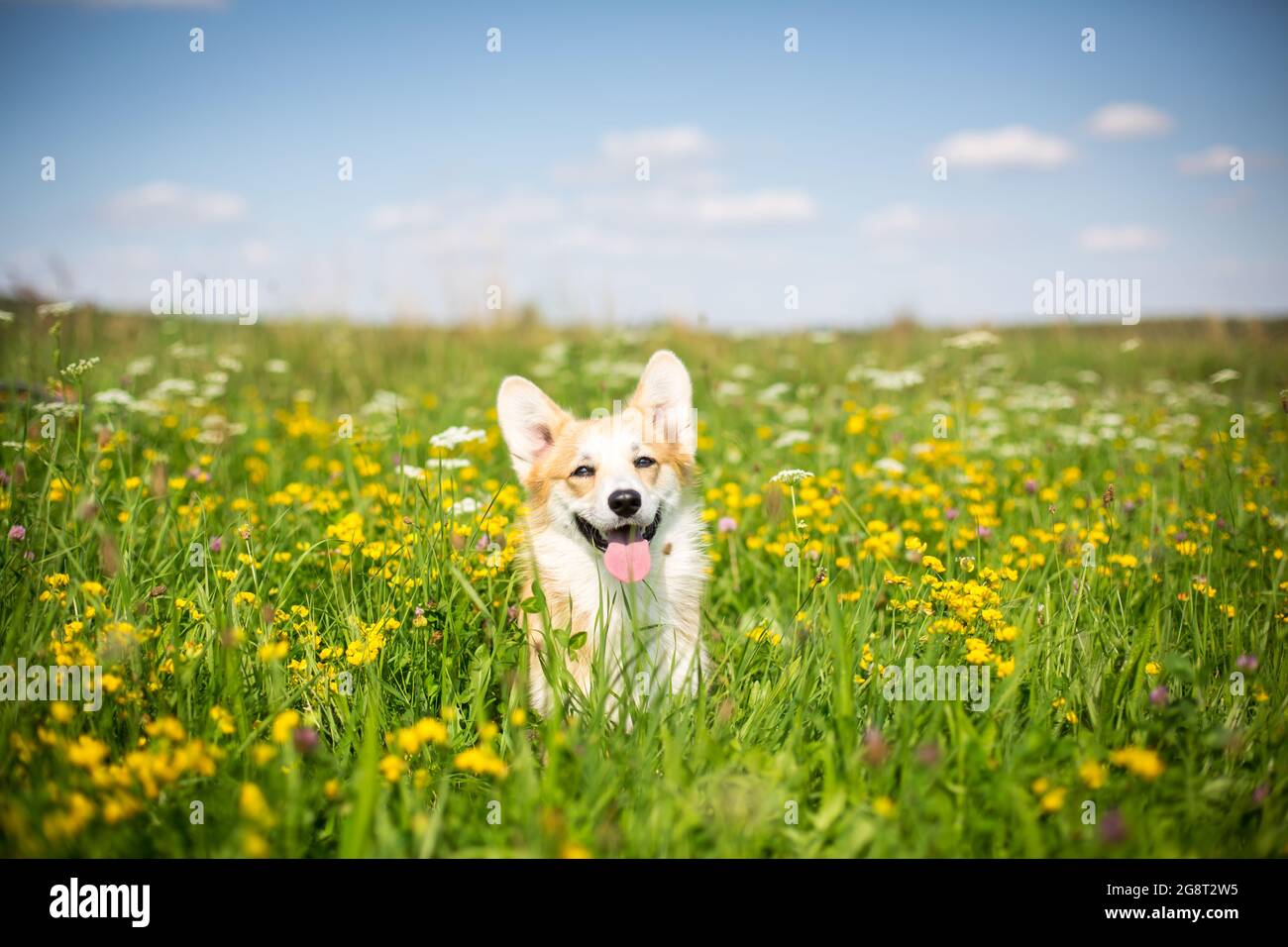 Welsh flower hi-res stock photography and images - Alamy