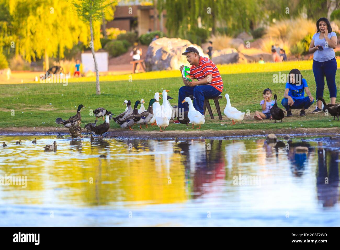 wildlife ducks coexist with people in wetland, Pato. (Photo: Luis ...