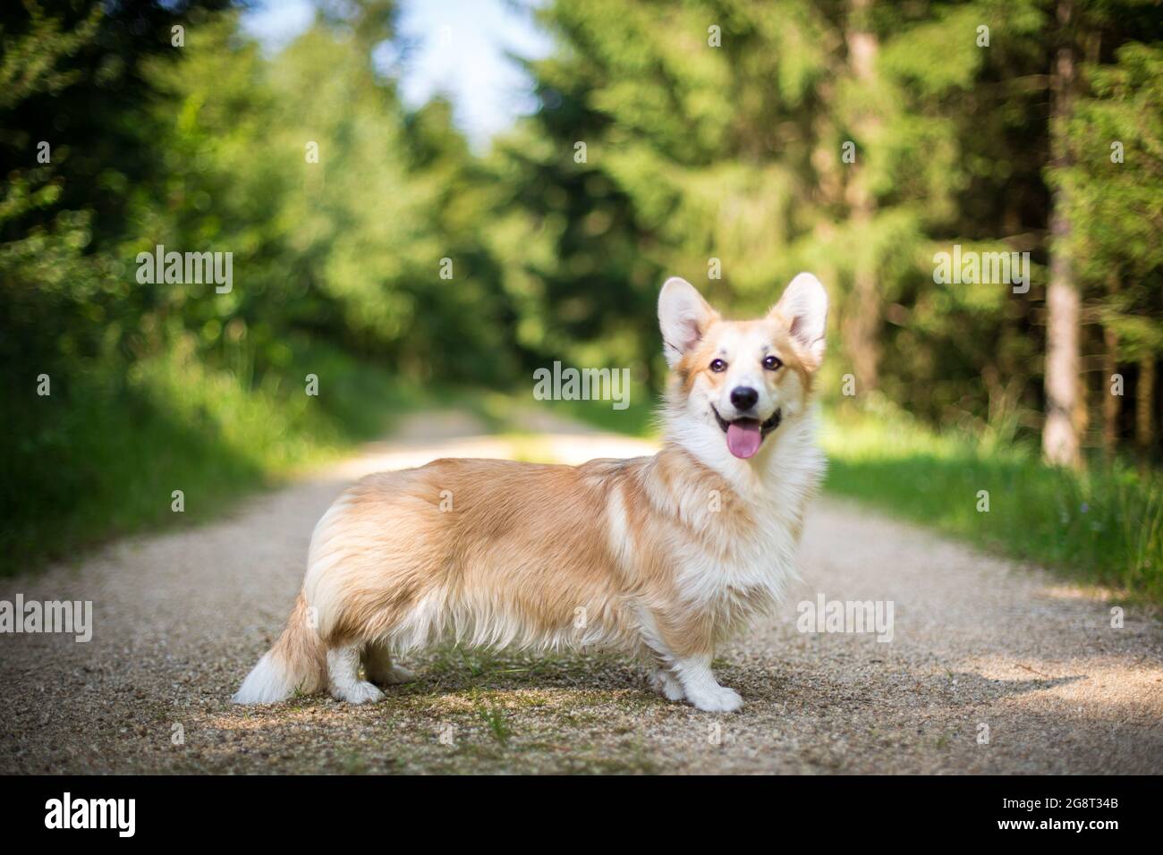 Welsh Corgi Pembroke standing Stock Photo - Alamy