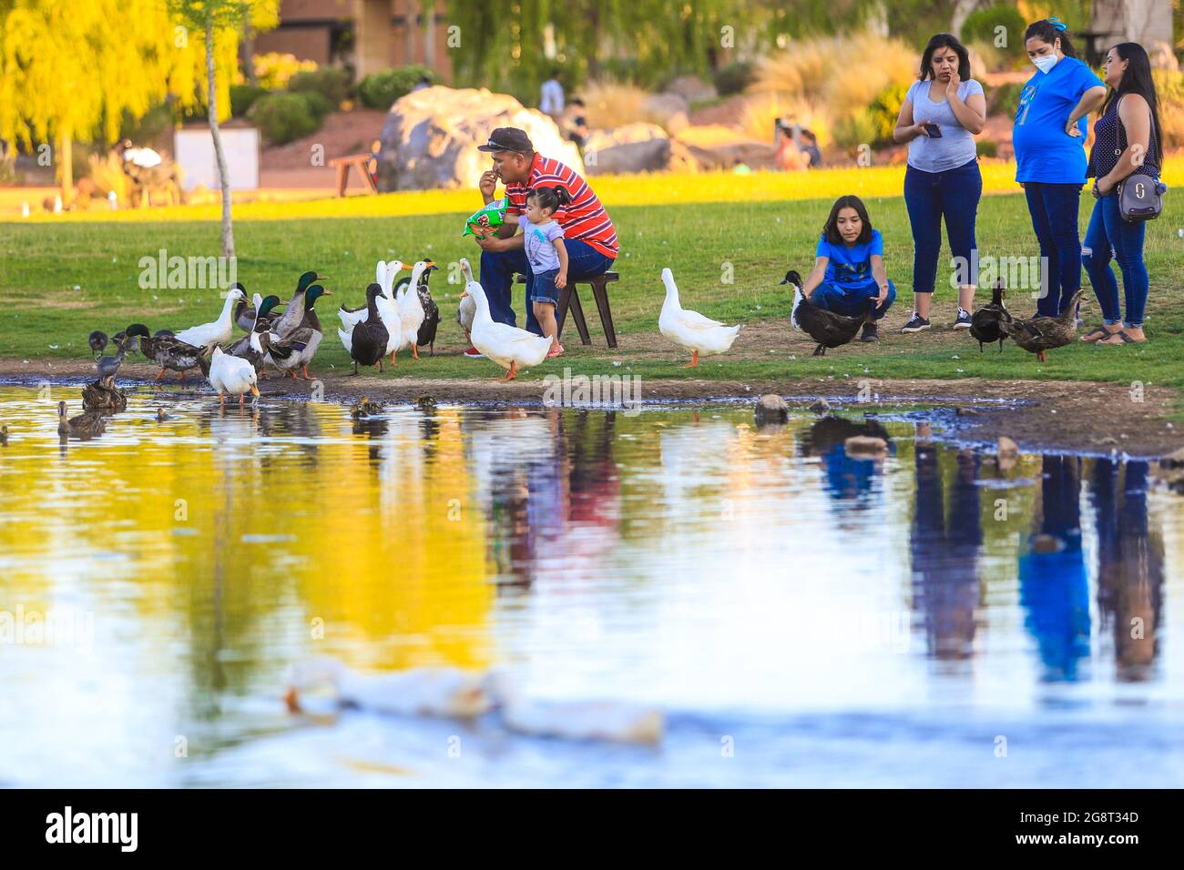wildlife ducks coexist with people in wetland, Pato. (Photo: Luis ...