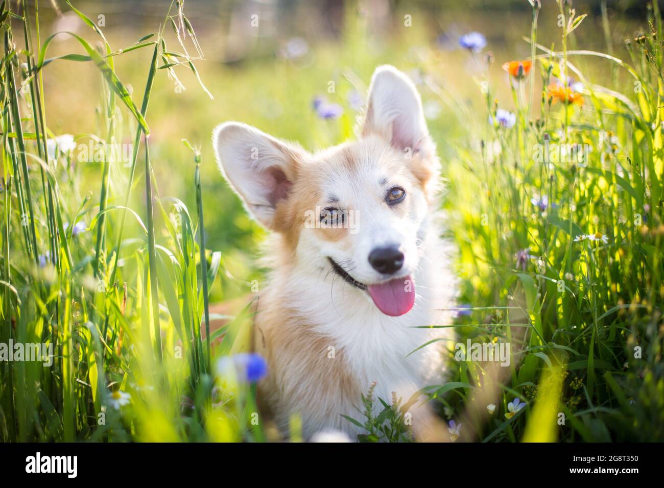 Corgi flower field hi-res stock photography and images - Alamy