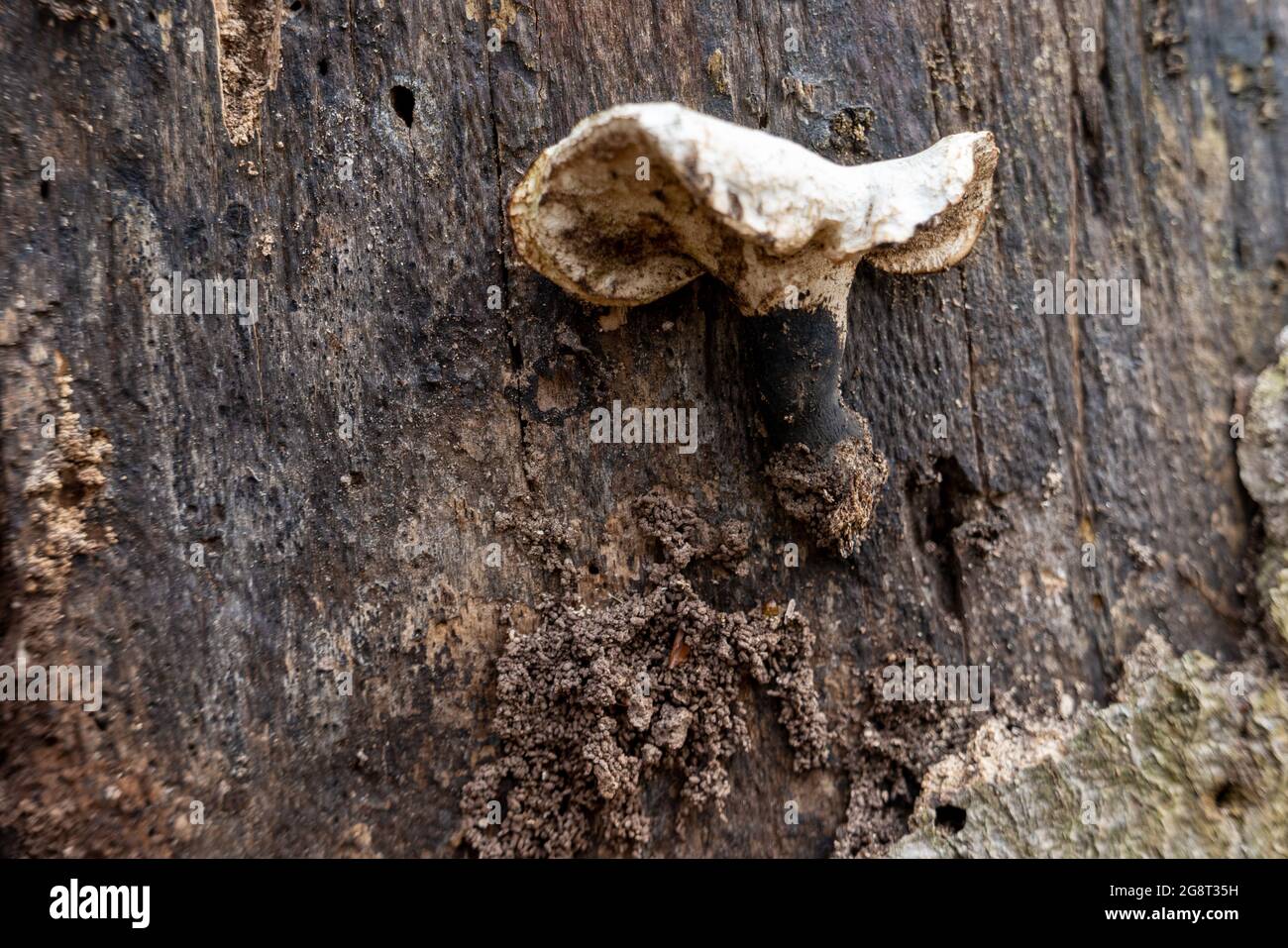 Mushroom growing on the trunk of a tree Stock Photo - Alamy