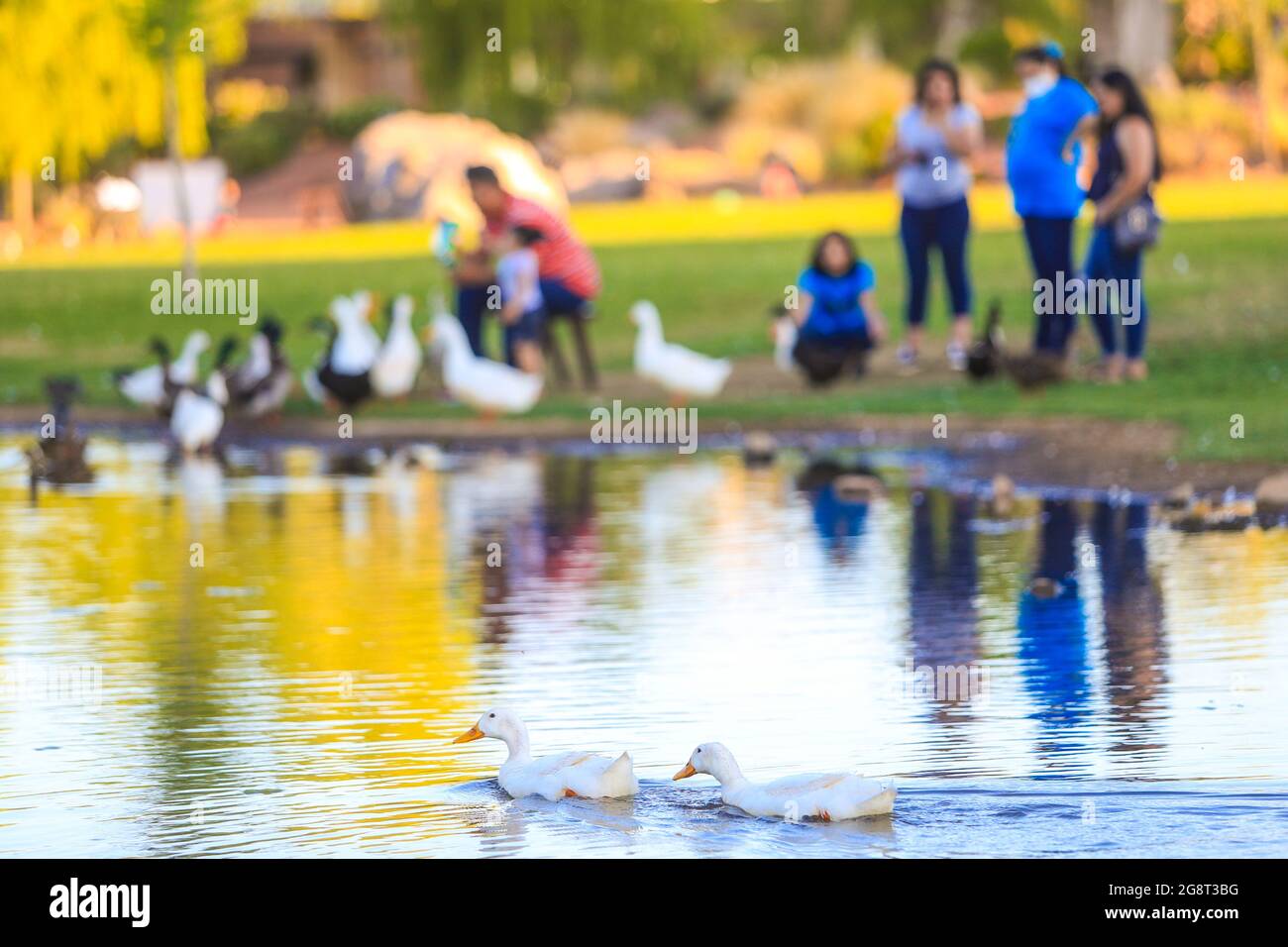 wildlife ducks coexist with people in wetland, Pato. (Photo: Luis ...