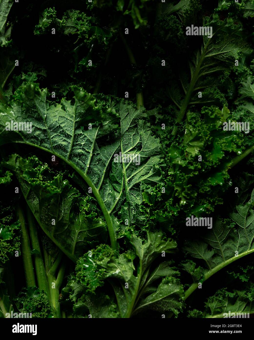 Green texture curly cabbage hi-res stock photography and images - Alamy