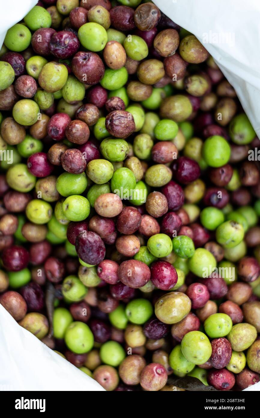 Top view of a big sack of green and black fresh olives Stock Photo - Alamy