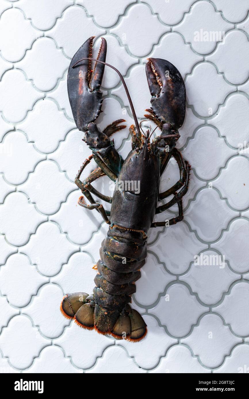 Uncooked lobster hi-res stock photography and images - Alamy