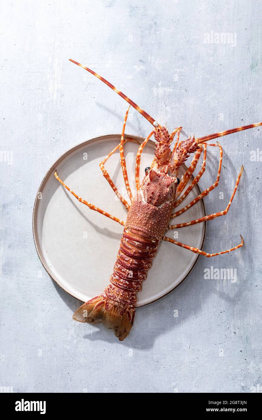 Common crayfish hi-res stock photography and images - Alamy