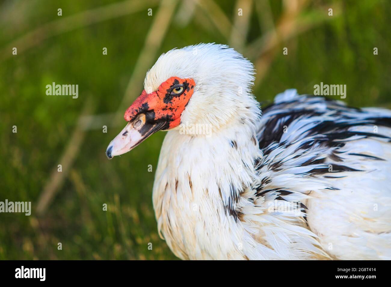 Wildlife ducks in wetland.duck.. (Photo: Luis Gutierrez / NortePhoto ...
