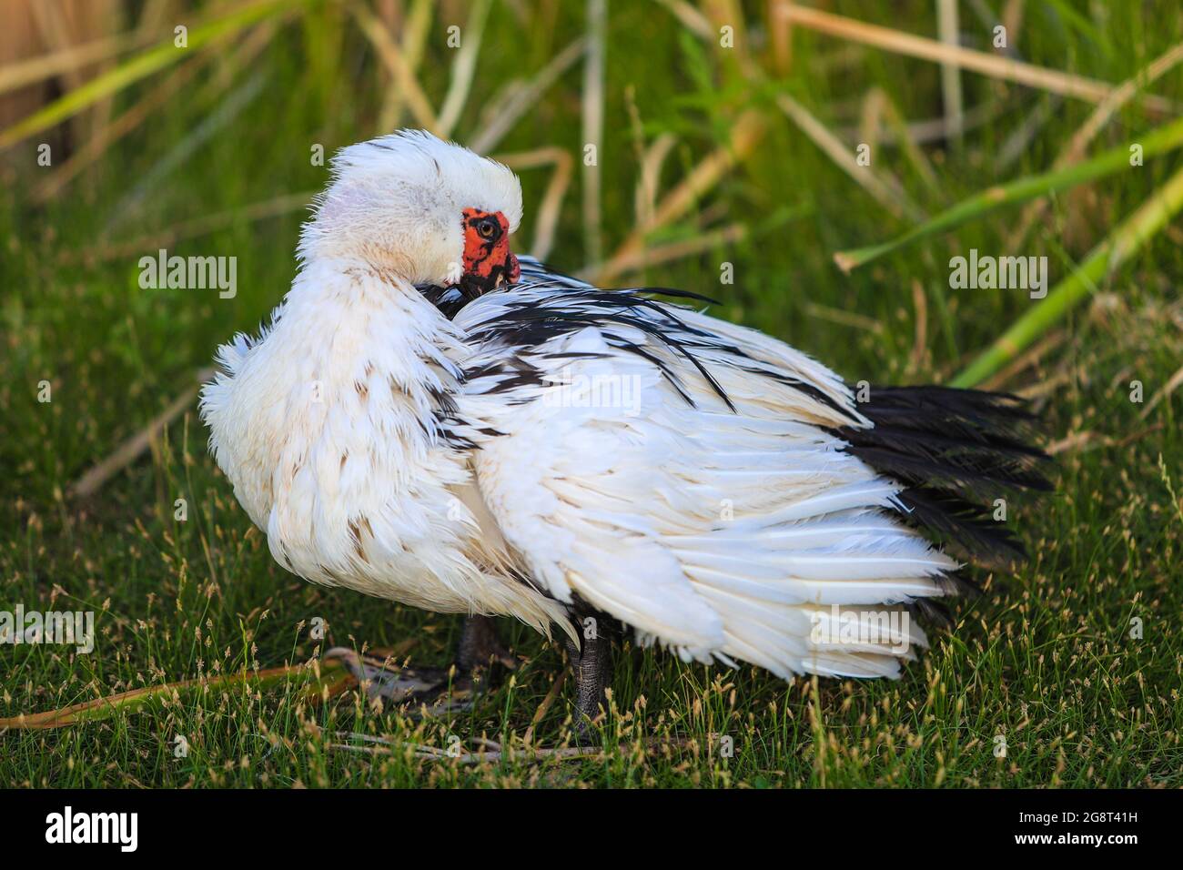 Wildlife ducks in wetland.duck.. (Photo: Luis Gutierrez / NortePhoto ...