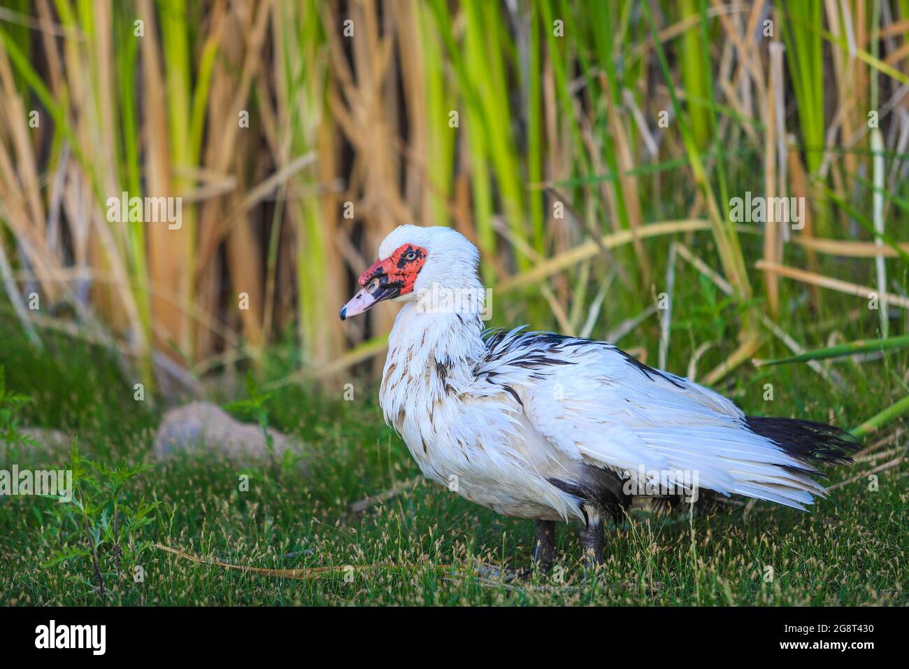Wildlife ducks in wetland.duck.. (Photo: Luis Gutierrez / NortePhoto ...