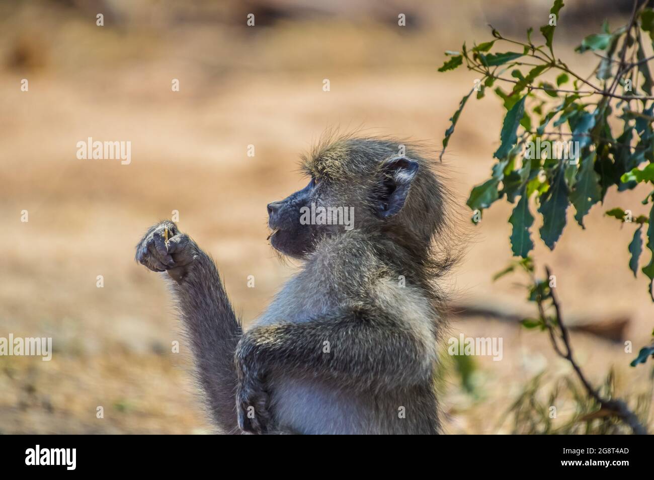 Common African baboon relaxing in a game reserve during self drive ...