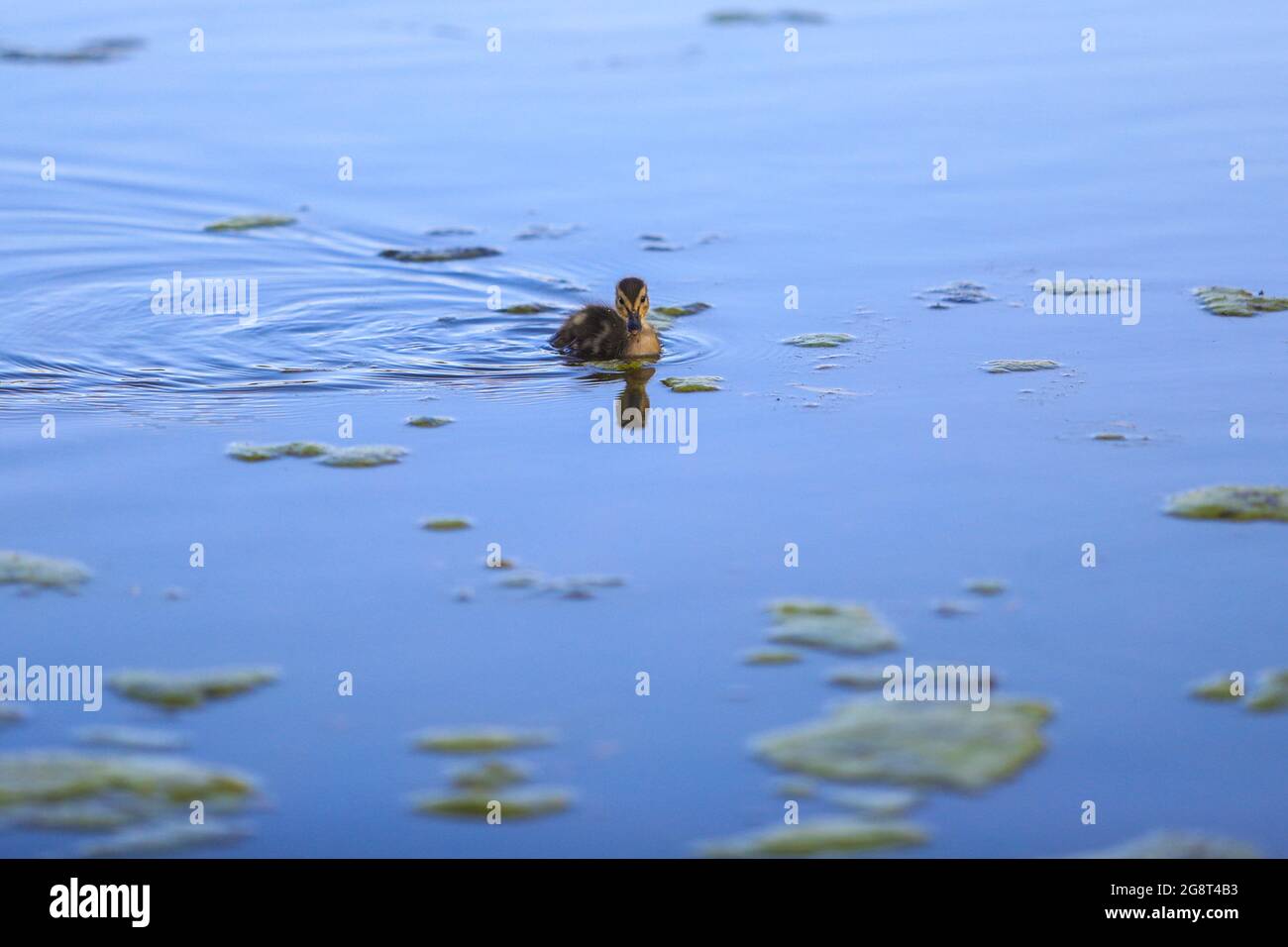 Wildlife ducks in wetland.duck.. (Photo: Luis Gutierrez / NortePhoto ...