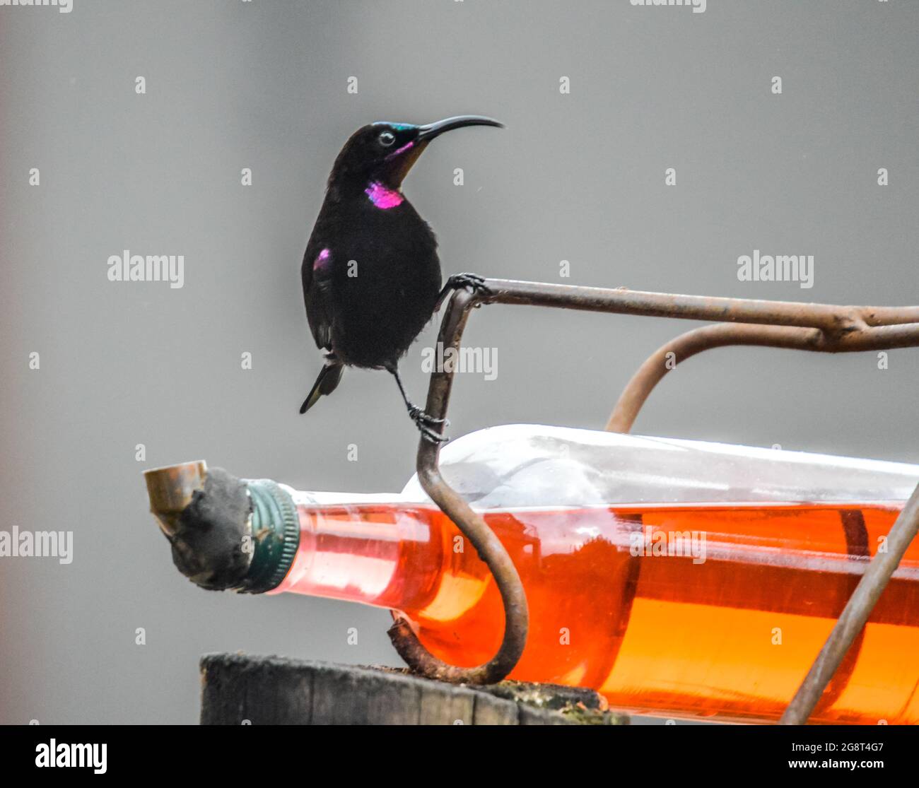 Amethyst sunbird hi-res stock photography and images - Alamy