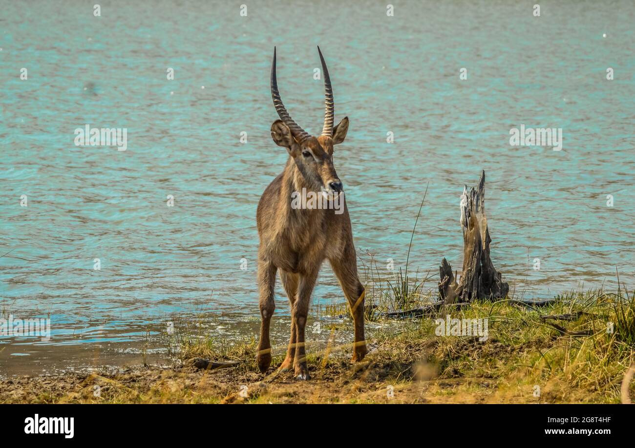 Male waterbuck antelope( kobus, ellipsiprymnus ) drinking water from a ...