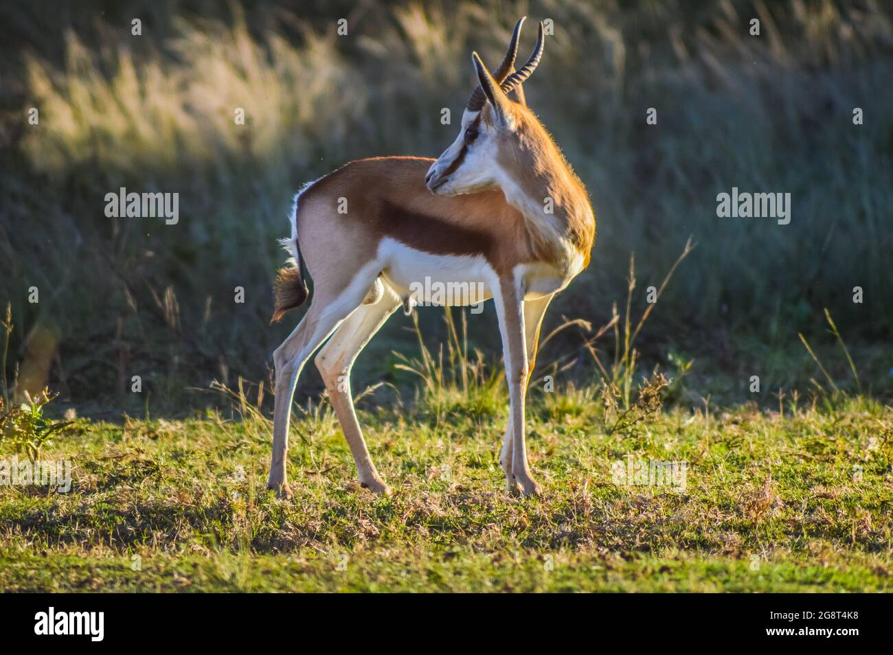 Beautiful Springbok , national animal of South Africa in a nature ...