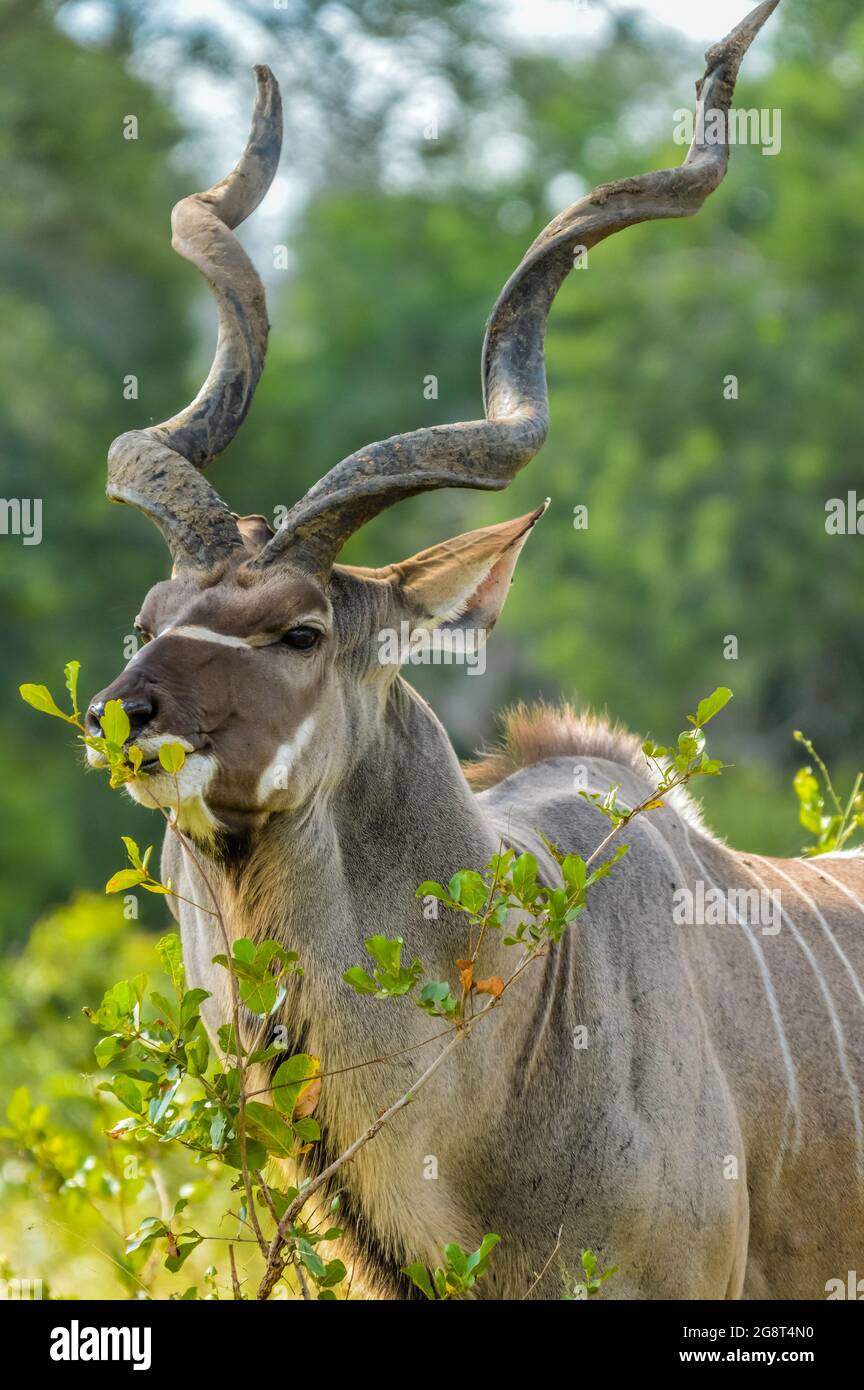 Majestic Kudu bull with big horns in a national park and reserve South ...