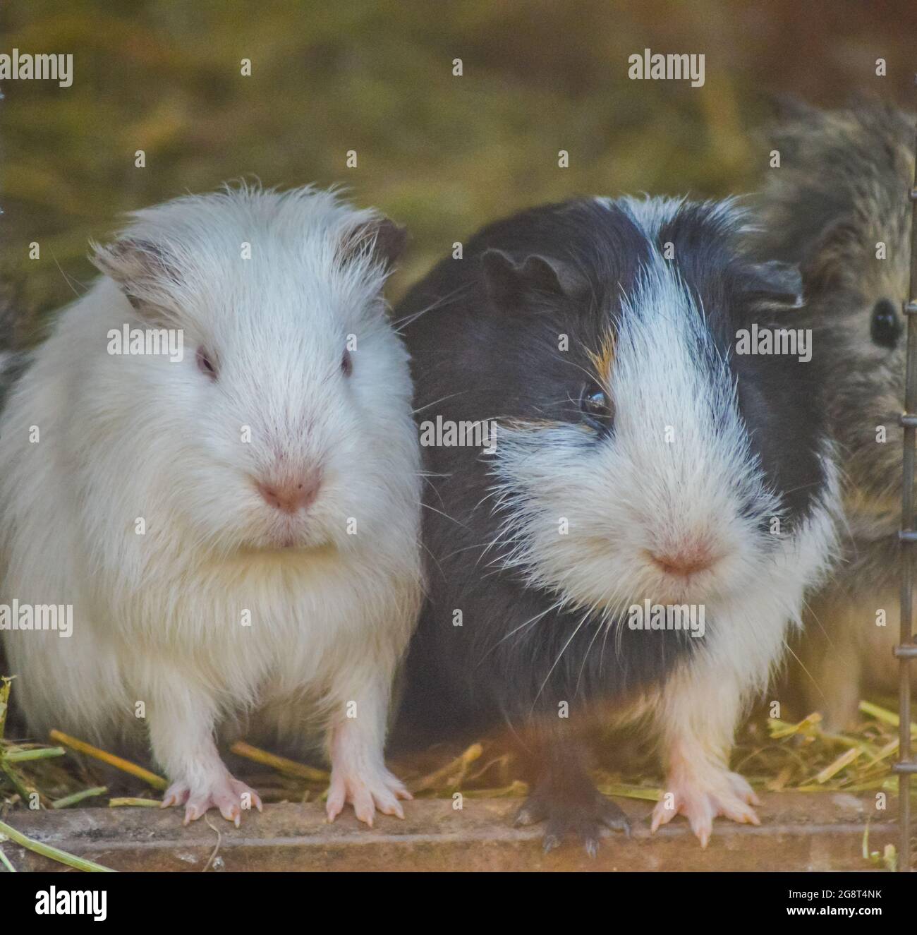 Cute, beautiful and furry domestic guinea pig or Cavia porcellus in a ...