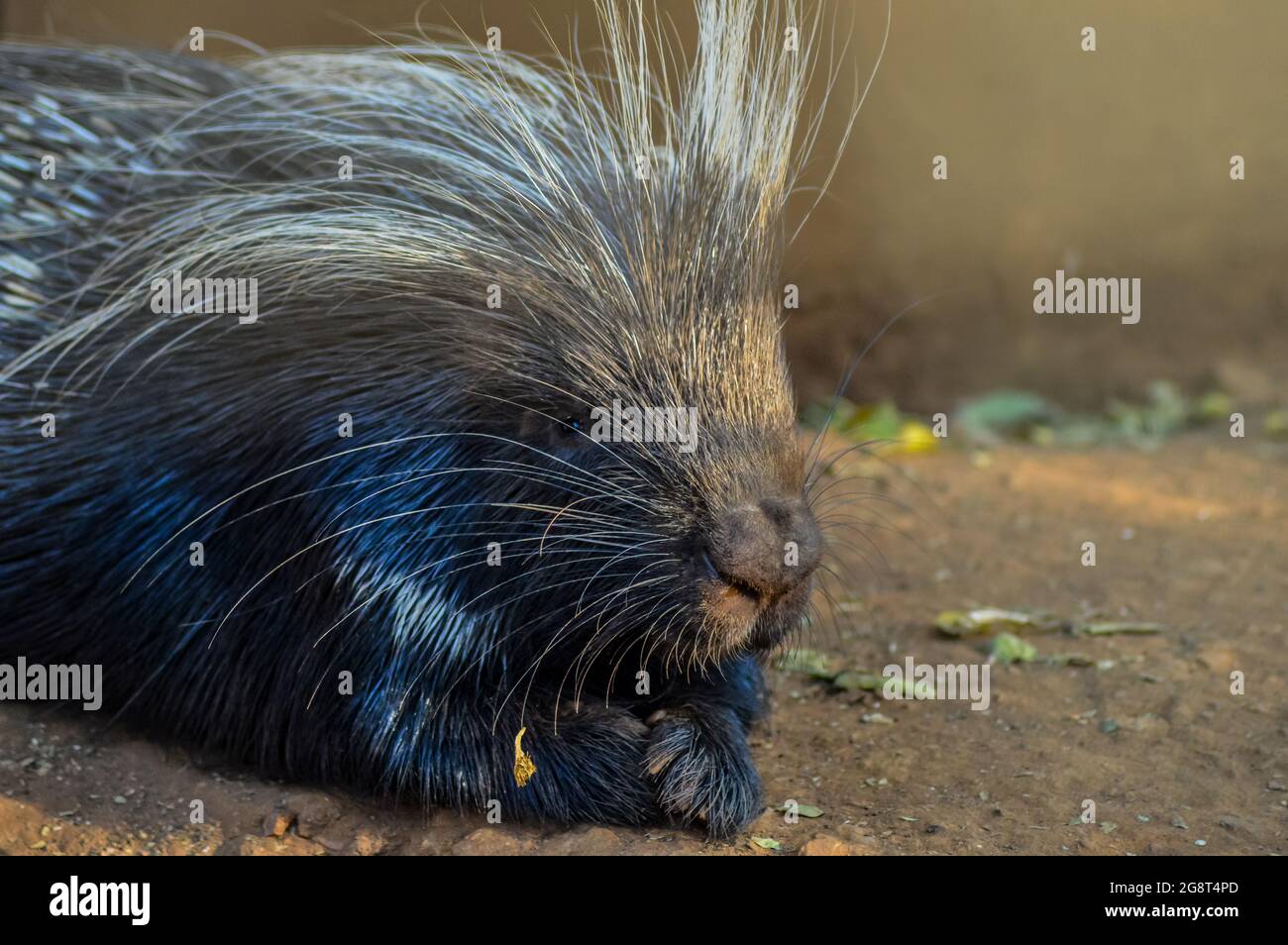 Cape porcupine or South African porcupine ( Hystrix africaeaustralis ...