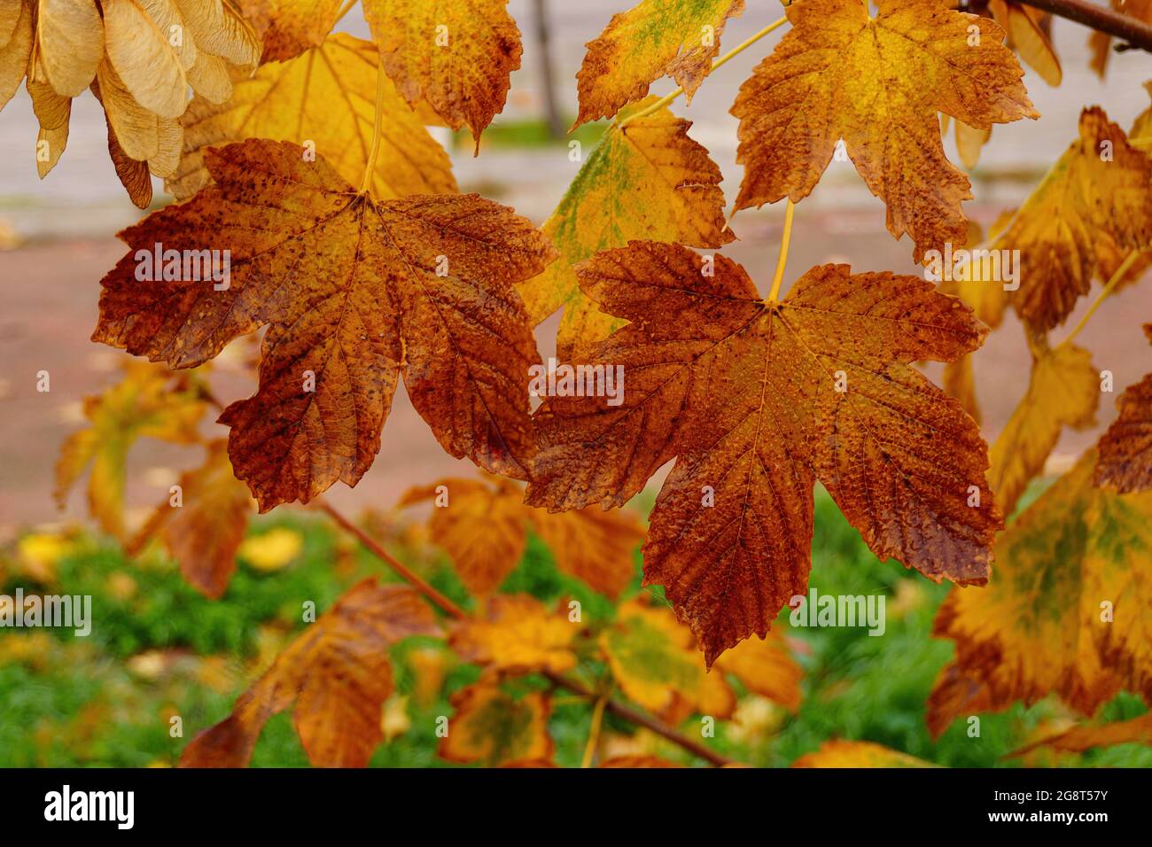 Golden tree crown canopy in autumn hi-res stock photography and images ...