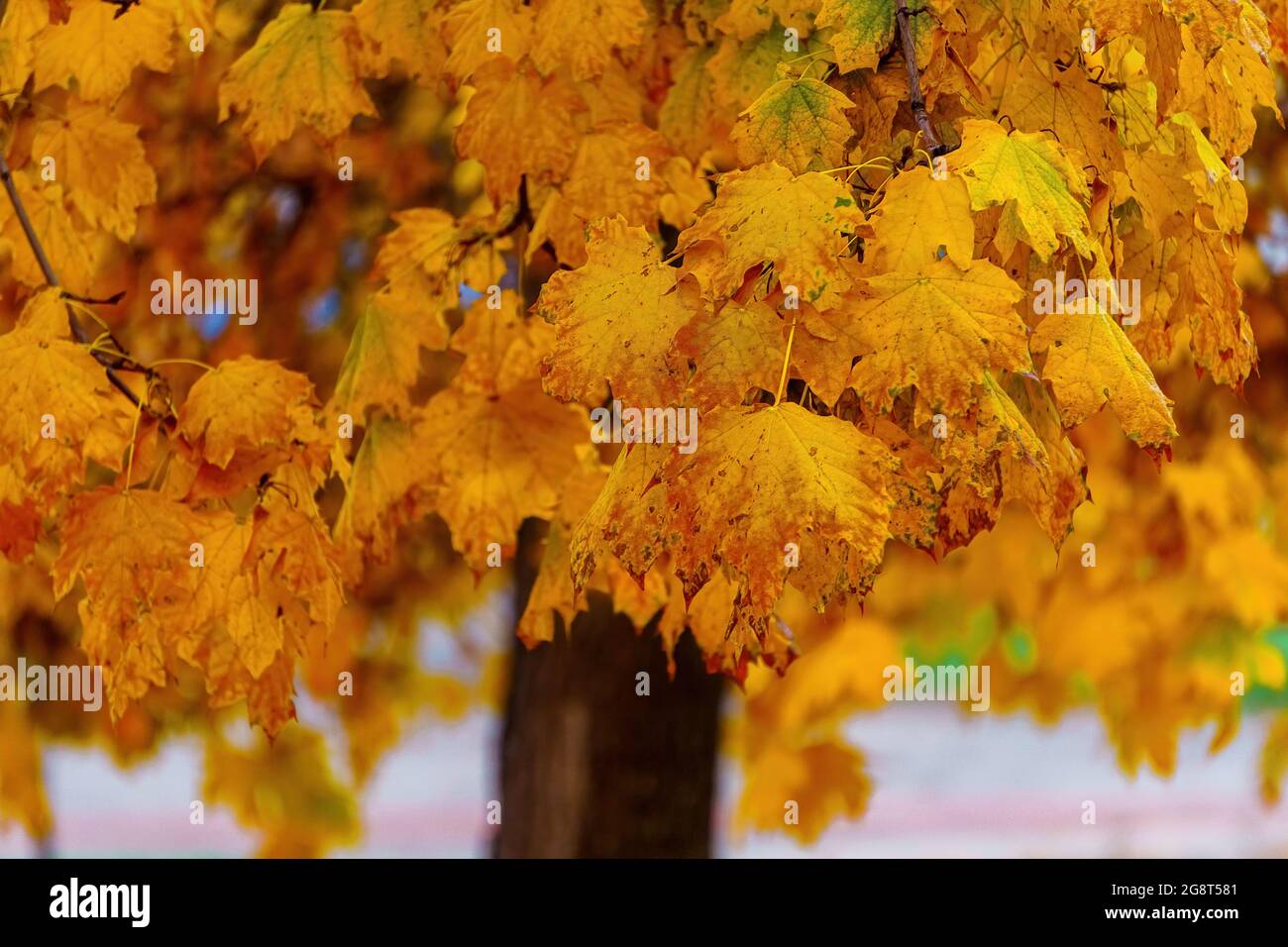 Golden tree crown canopy in fall hi-res stock photography and images ...