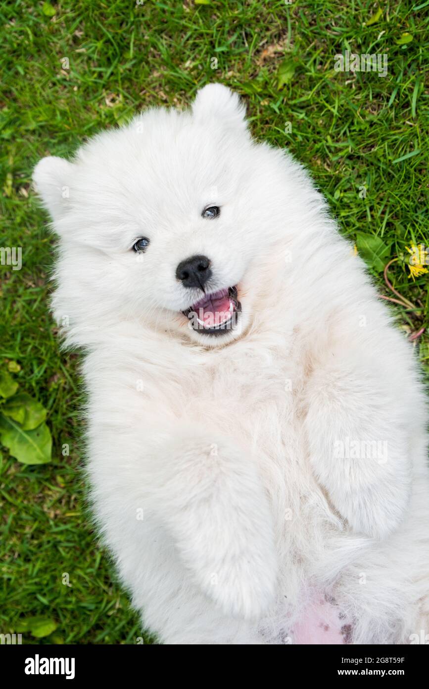 Samoyed Smile Puppy