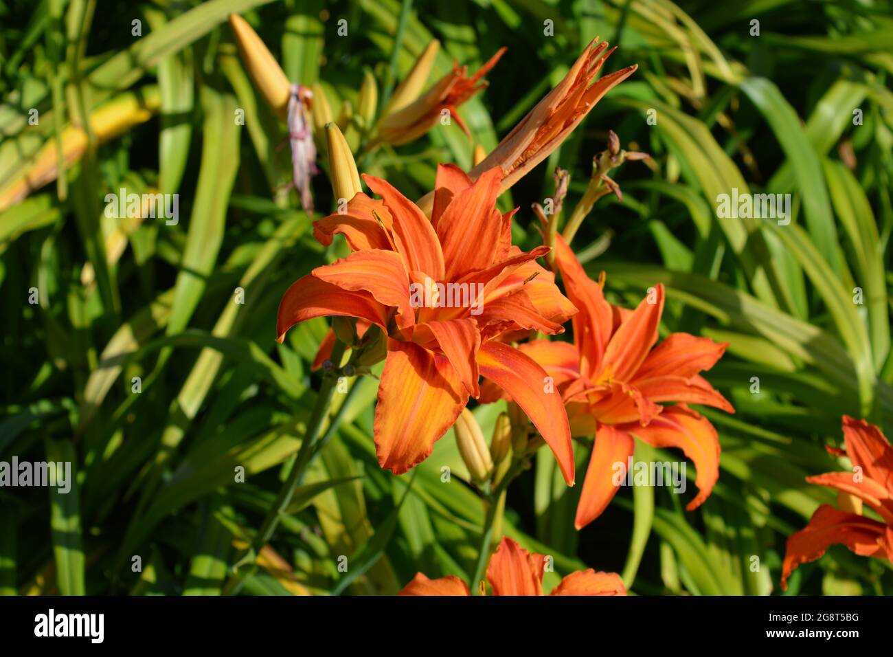 Double Orange Daylily plants in flower, also known as Hemerocallis ...