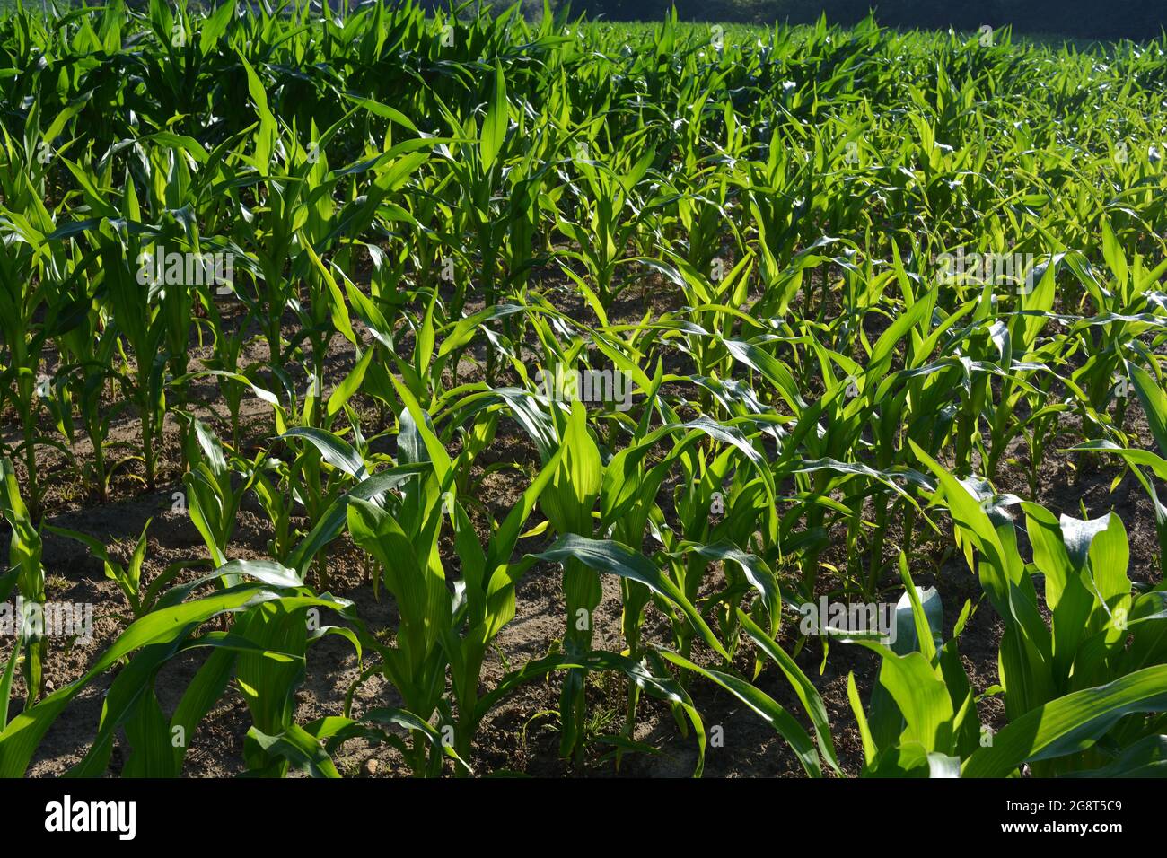 Grain field in back light hi-res stock photography and images - Alamy