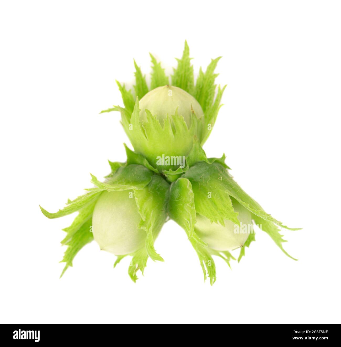 Green hazelnut nuts isolated on white background. Fresh green hazel ...