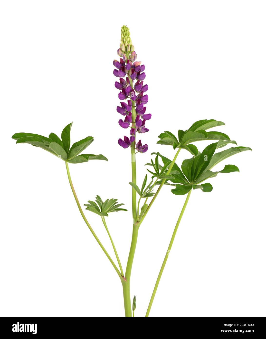 Purple lupine flower isolated on white background. Lupinus or Wolf bean ...