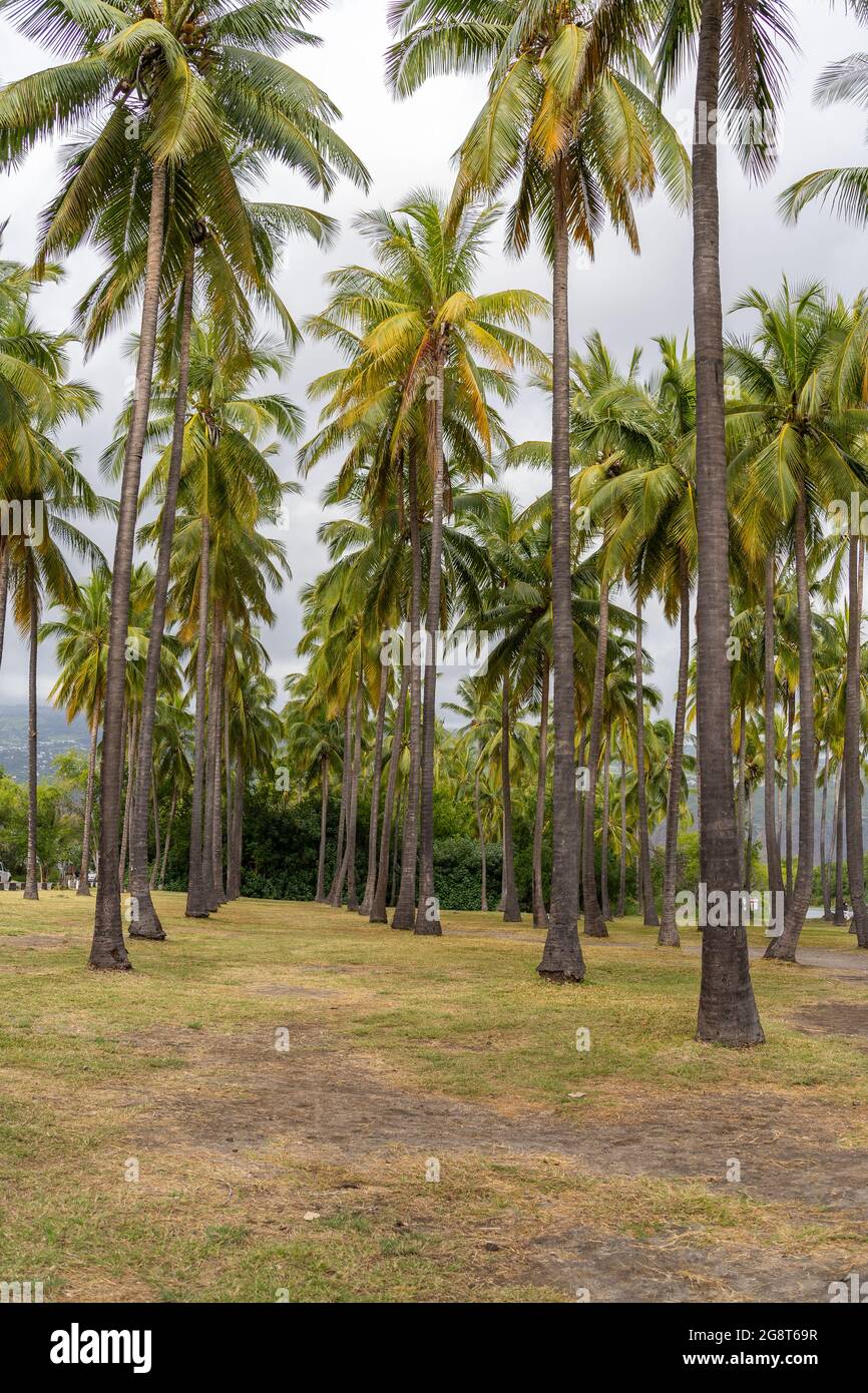 Vertical shot of palm trees in an alley Stock Photo - Alamy