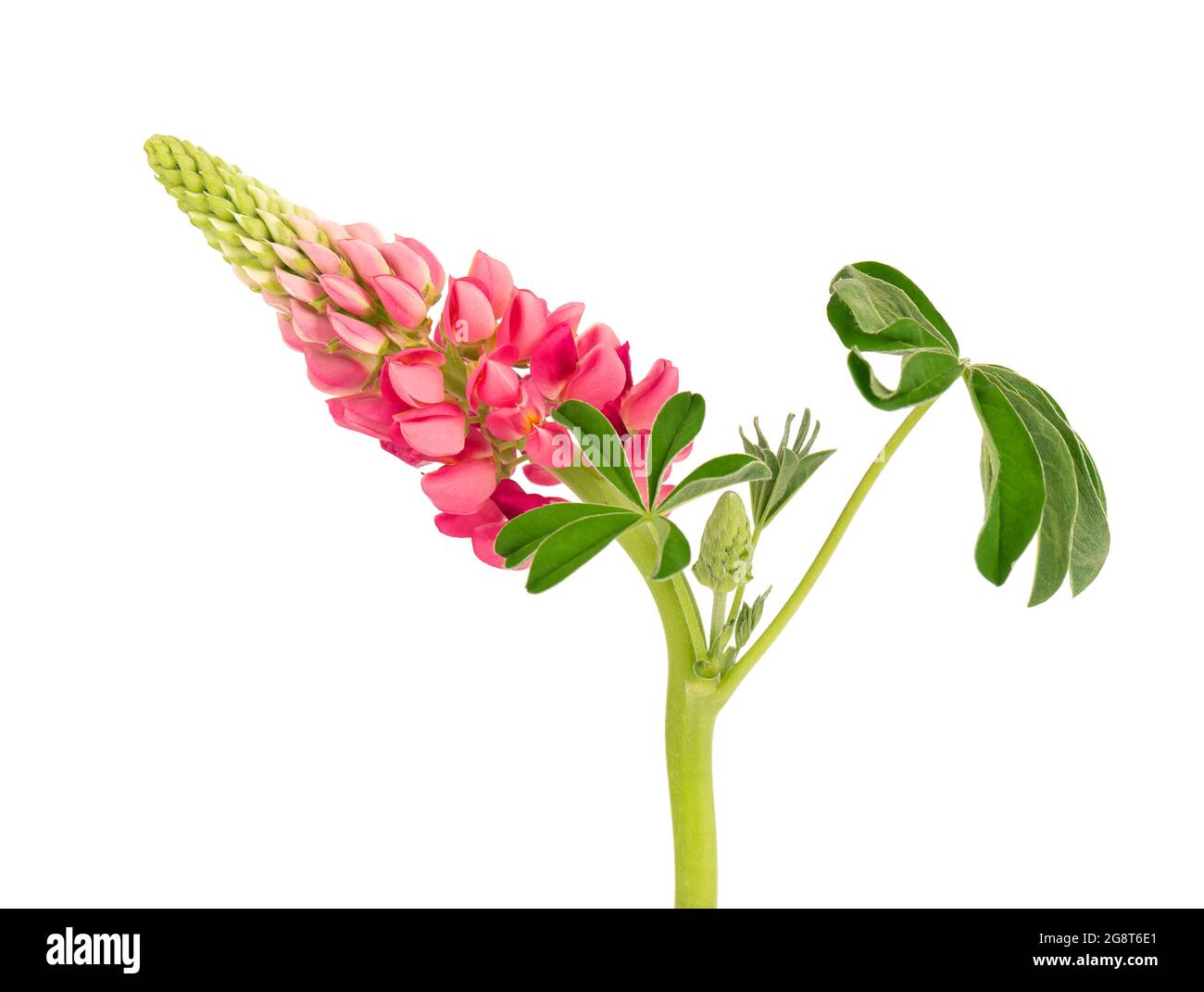 Pink lupine flower isolated on white background. Lupinus or Wolf bean ...
