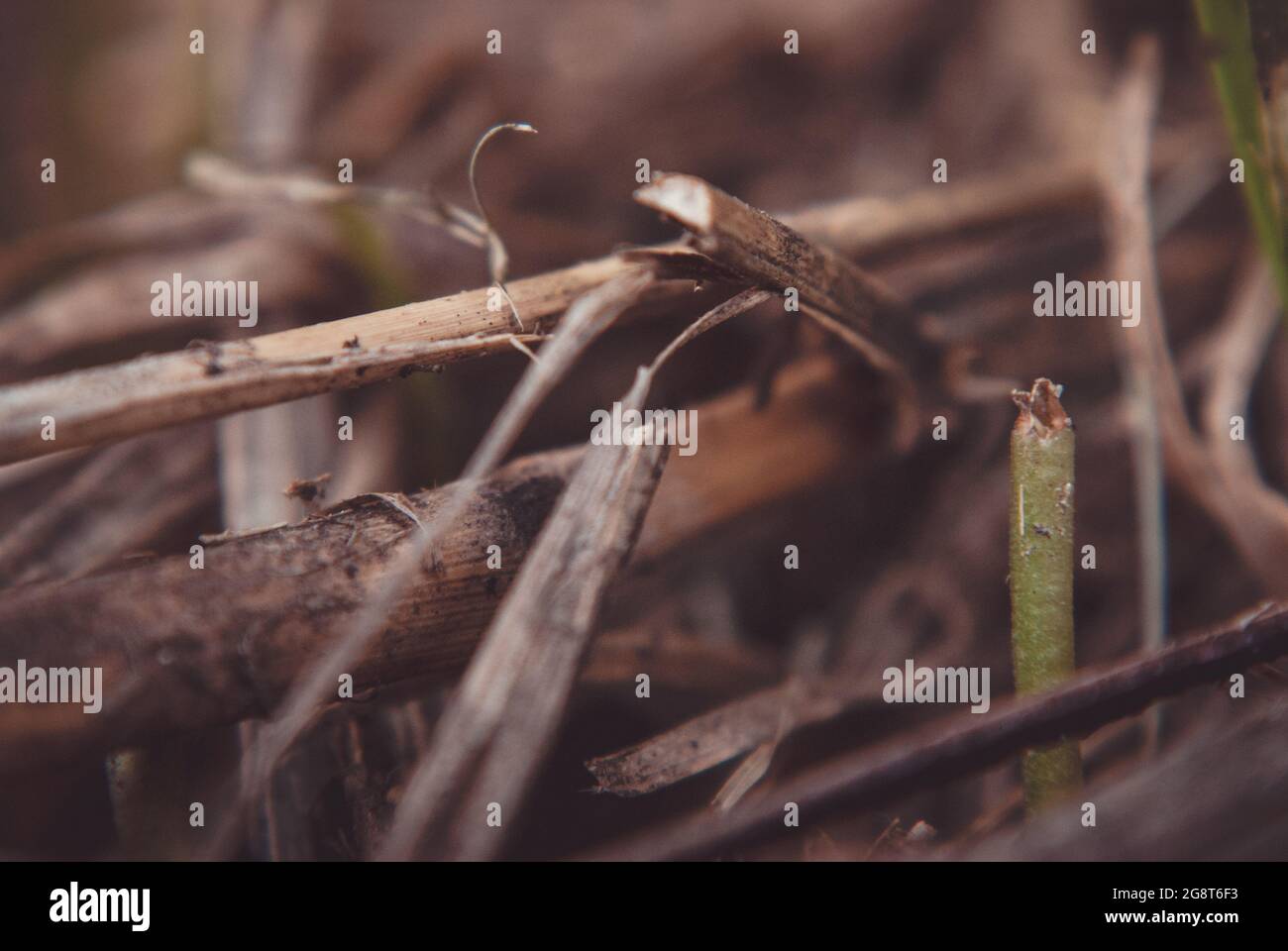Broken stems hi-res stock photography and images - Alamy