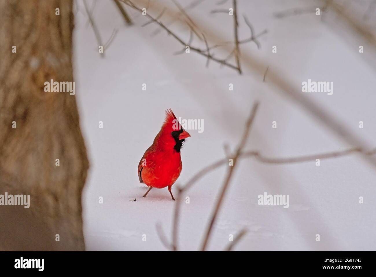 Northern cardinal bird in the snow - Cardinalis cardinalis Stock Photo ...