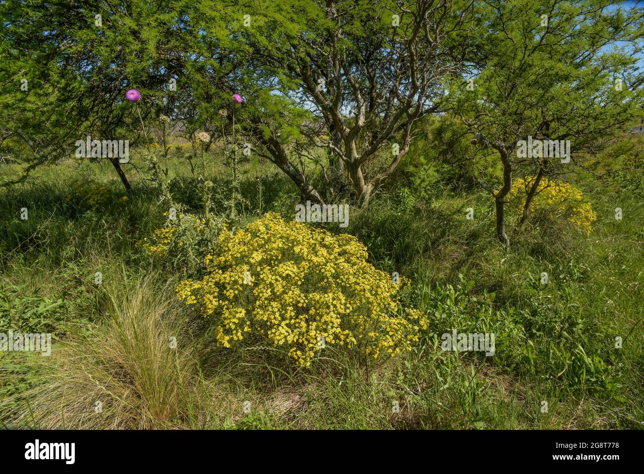 Calden, Prosopis Caldenia) in Pampas landscape, typical tree of the ...