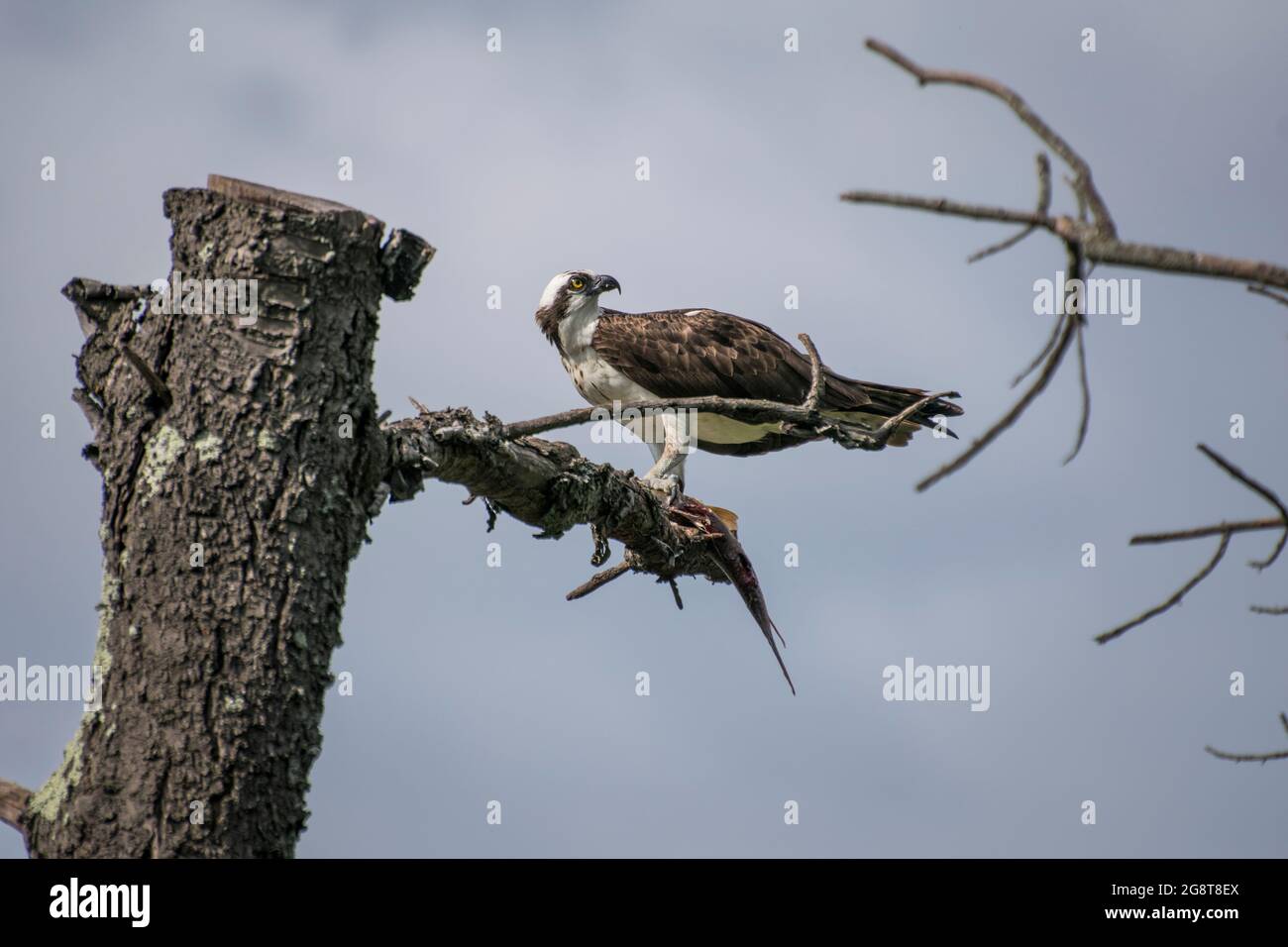 osprey in flight Stock Photo - Alamy