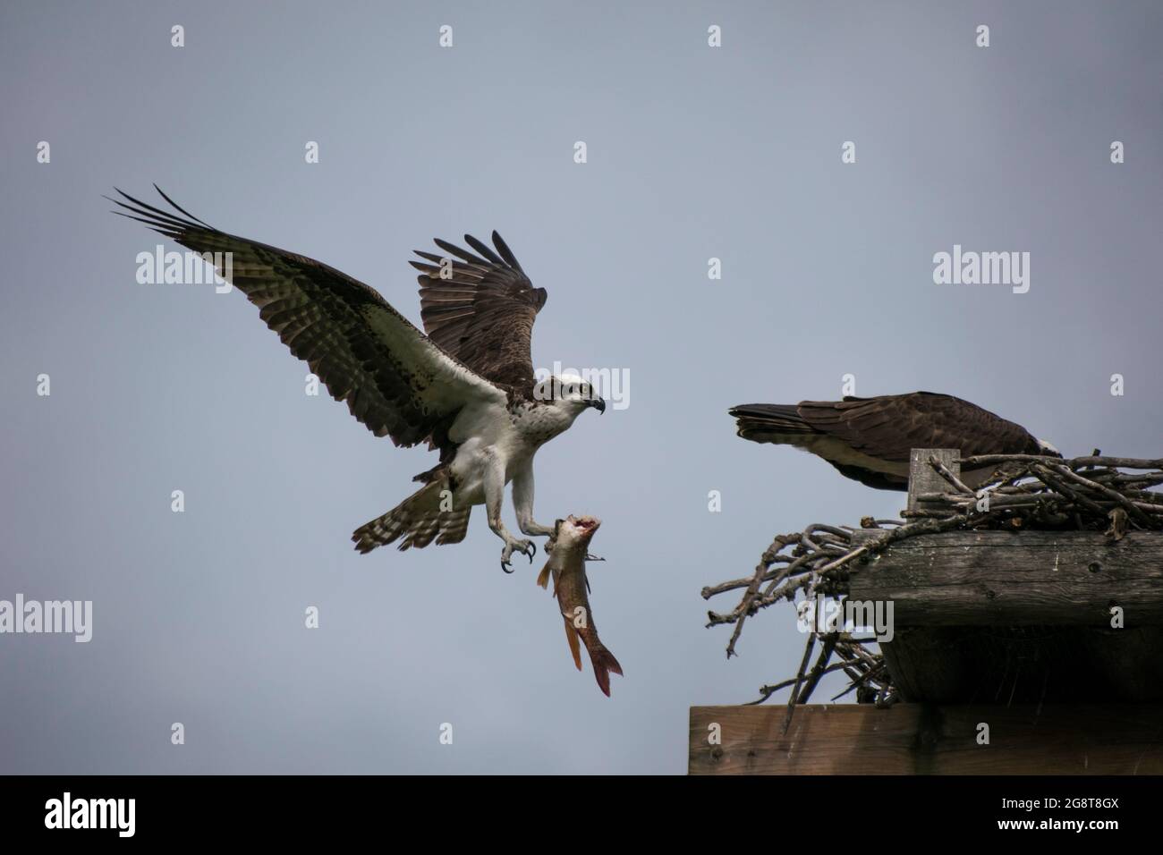 osprey in flight Stock Photo - Alamy