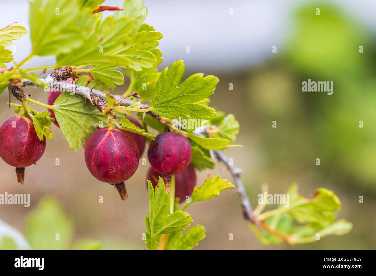 Gooseberry seedling hi-res stock photography and images - Alamy