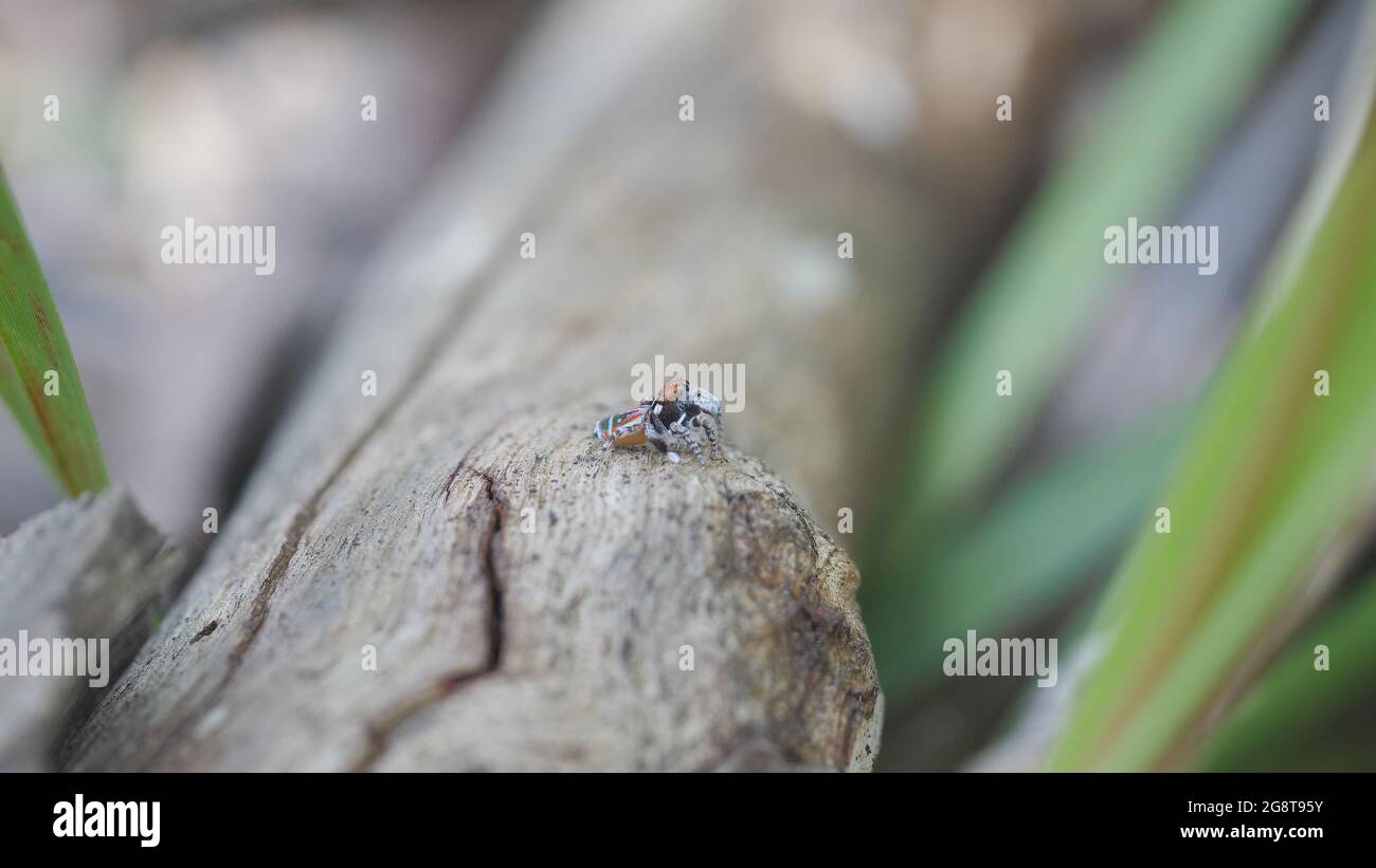 Maratus volans hi-res stock photography and images - Alamy